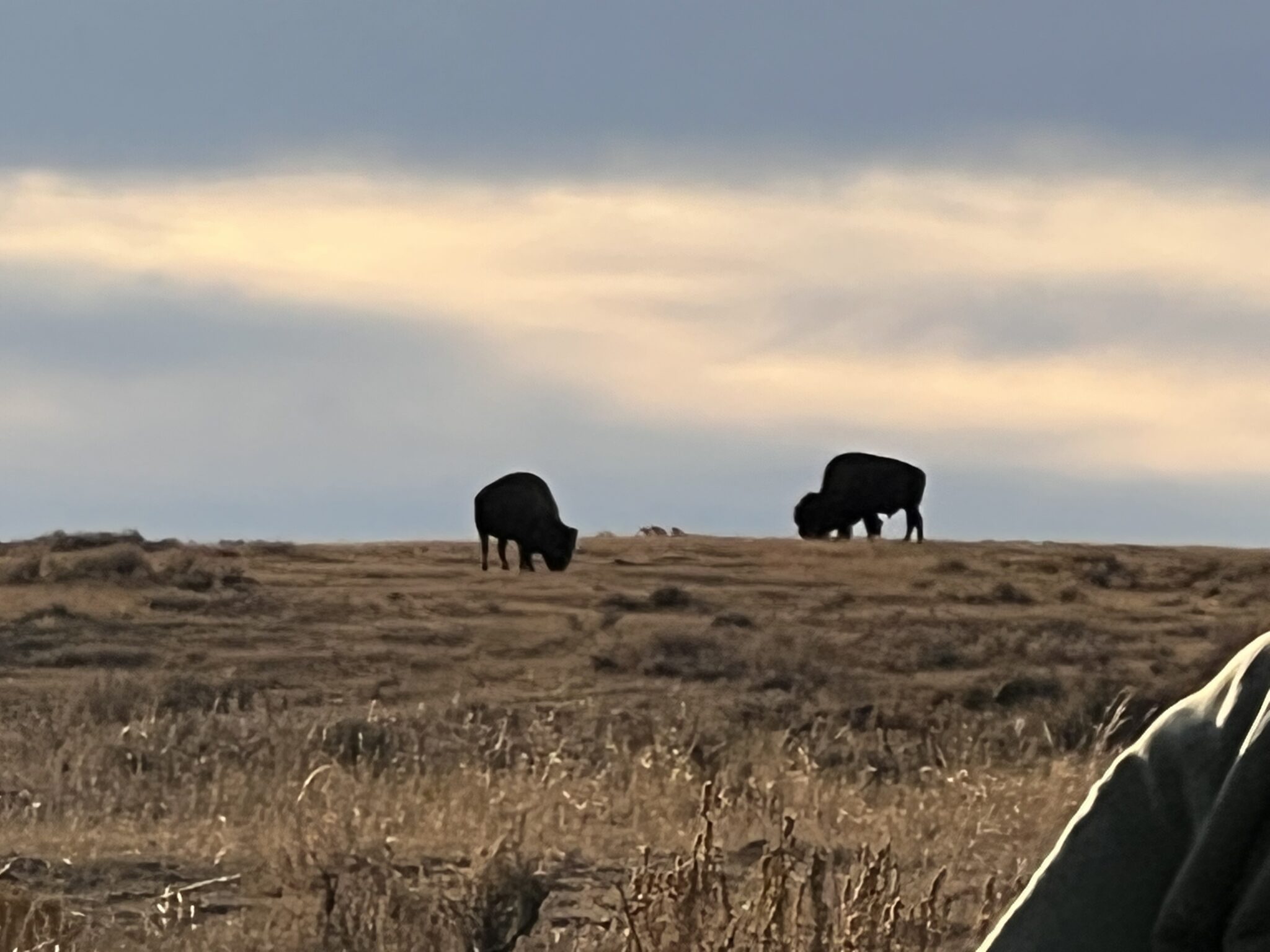 Buffalo Hunts – Elk River Outfitters