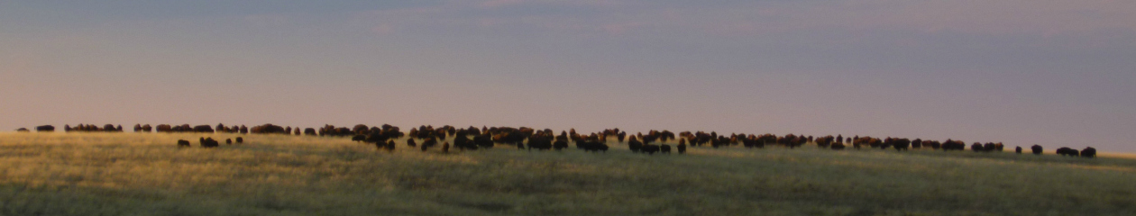 Buffalo Hunts – Elk River Outfitters